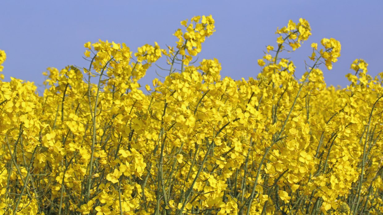 Le colza révise son itinéraire - LE SILLON